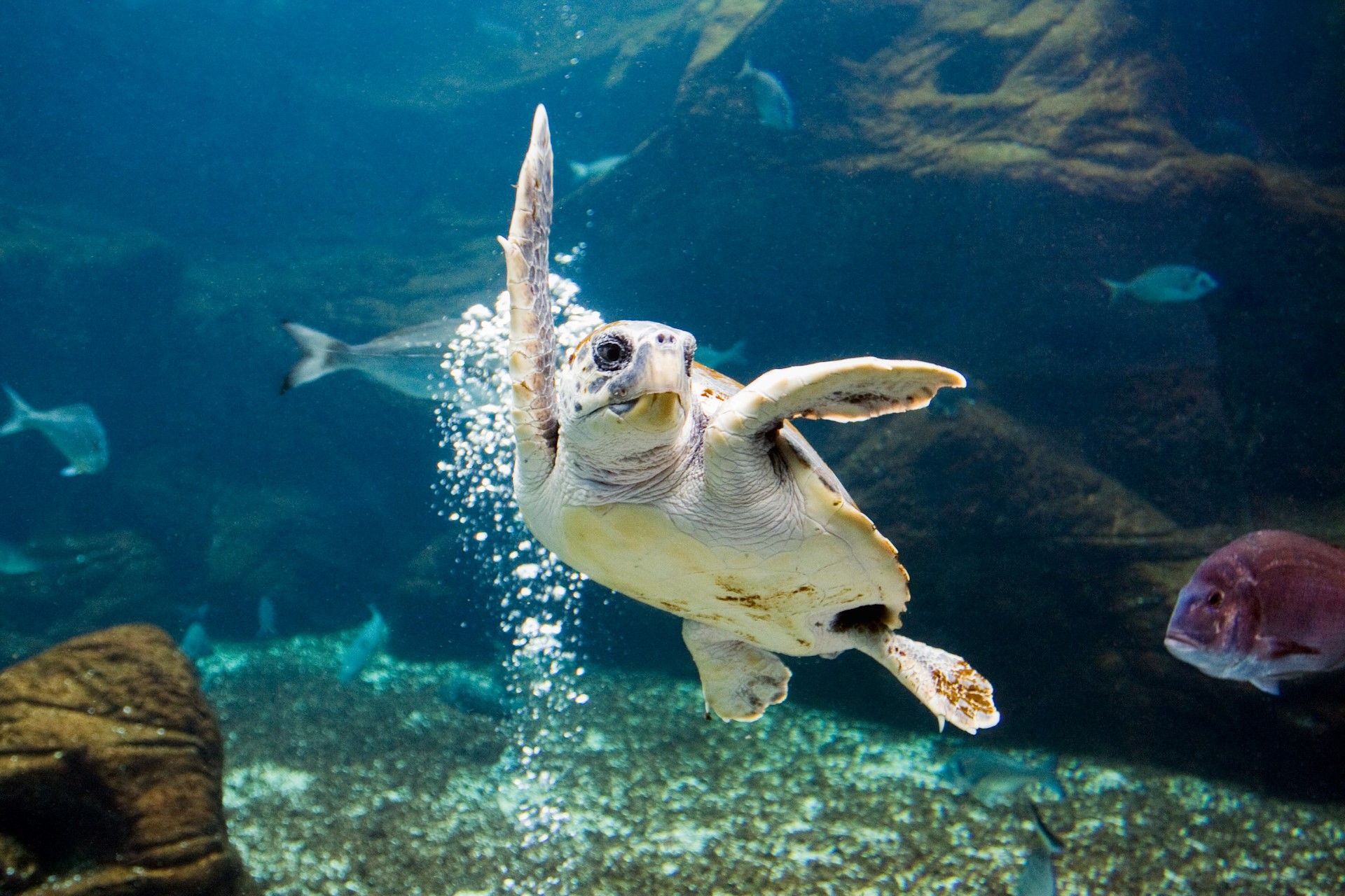 Private Family Tour | Cretan Aquarium - Dinosauria Park - Greek ...